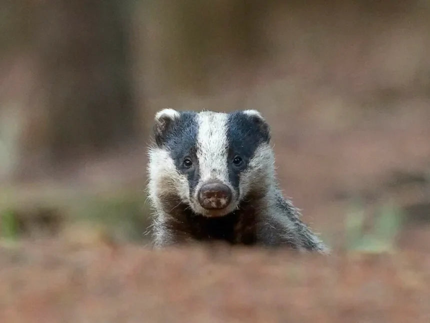 Wildlife Tracking: Identifying Nature's Clues Outdoors – mountainready ...